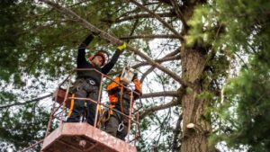 Arborist Consultancy Services | Engage a Professional Consulting Arborist